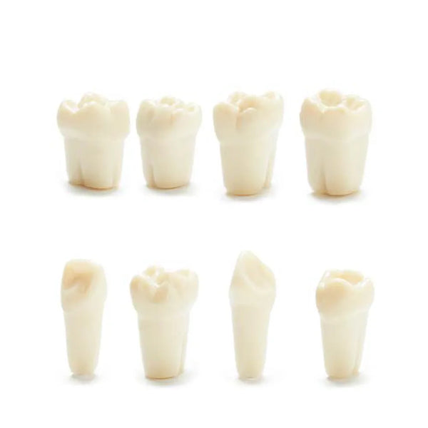 Columbia Dentoform Typodont Ivorine Teeth T-860 – Dentalmantraa